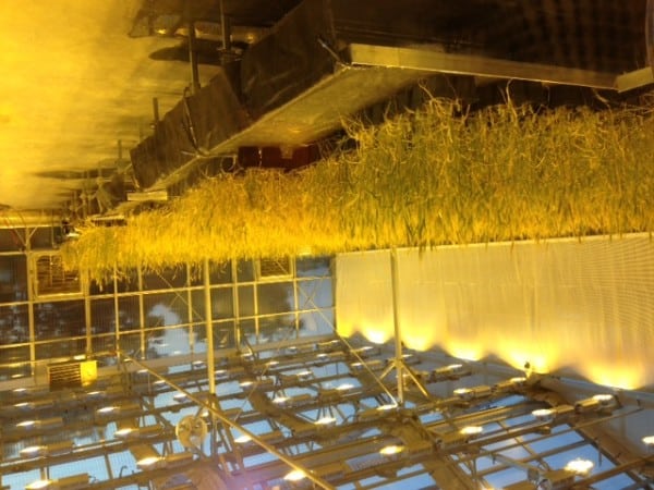 Bread wheat grass in greenhouse - The Culinary Cellar